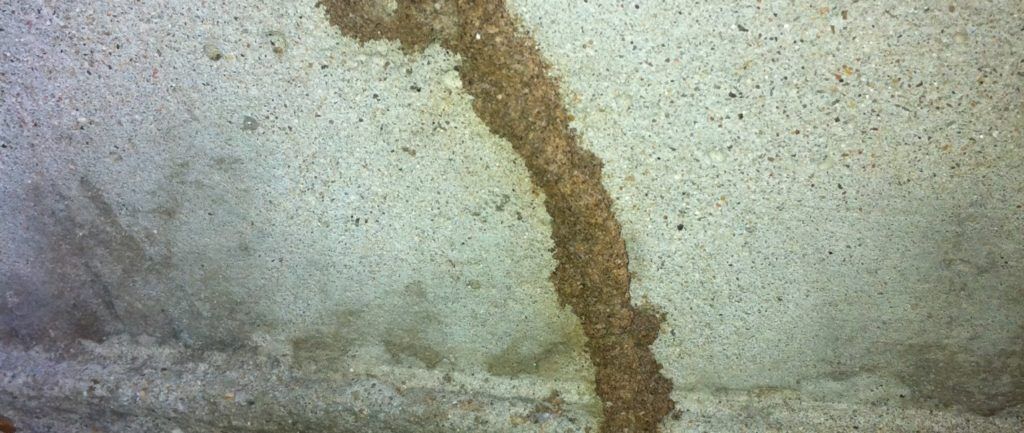 Get Ready Houston…….Termite Season - McGrath Pest Control