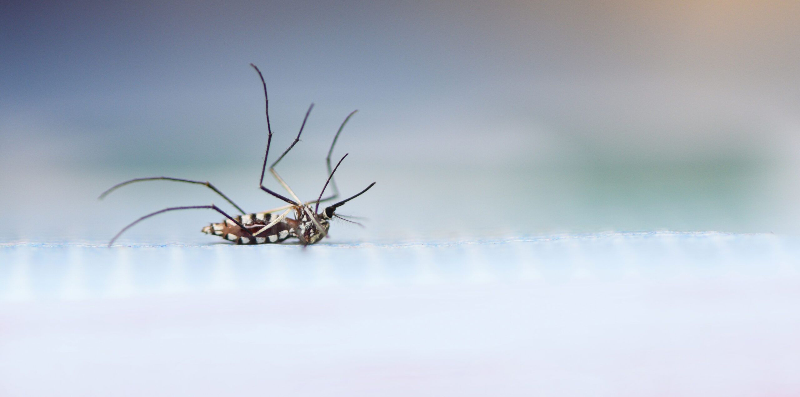 Houston Mosquito Control | Houston Mosquito Exterminator | McGrath Pest ...
